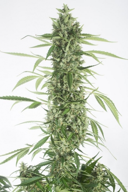 Moby Dick XXL Autoflowering Feminised Seeds | Dinafem Seeds | Cannabis ... Moby Dick XXL Autoflowering Feminised Seeds | Dinafem Seeds | Cannabis ...